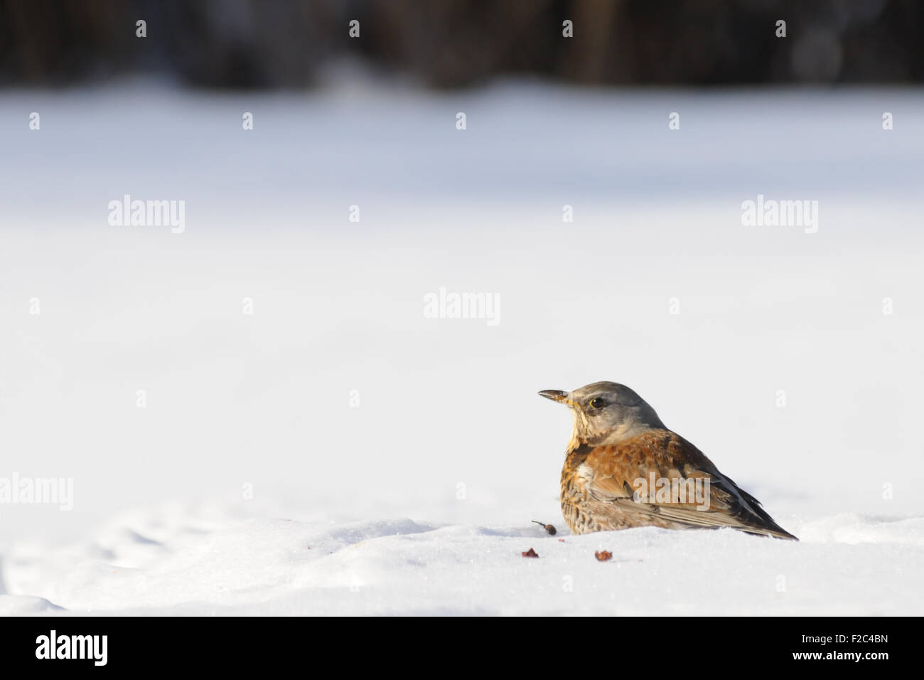 Fieldfare in snow Stock Photo - Alamy
