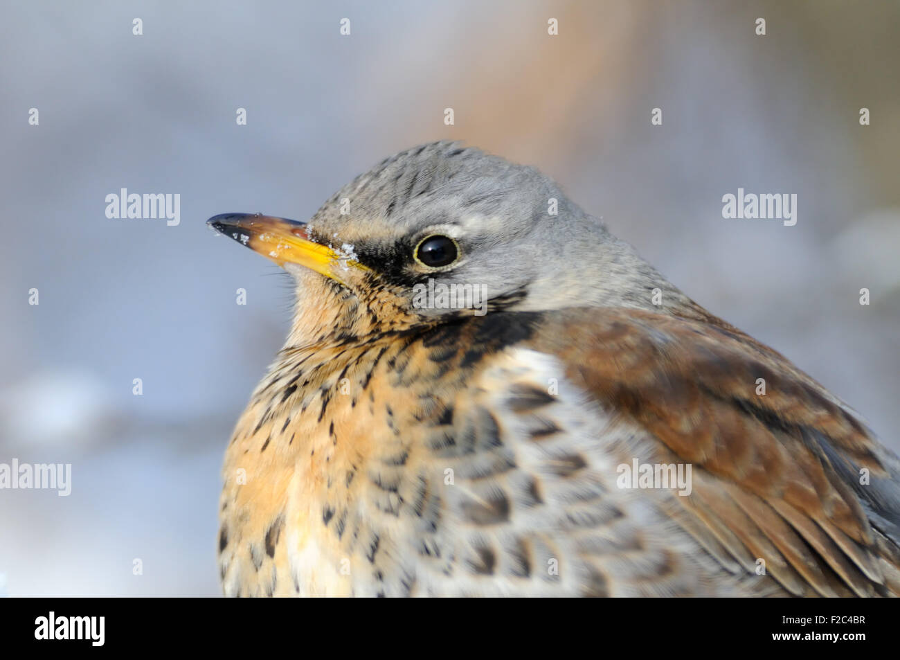 Fieldfare turdus pilaris close hi-res stock photography and images - Alamy