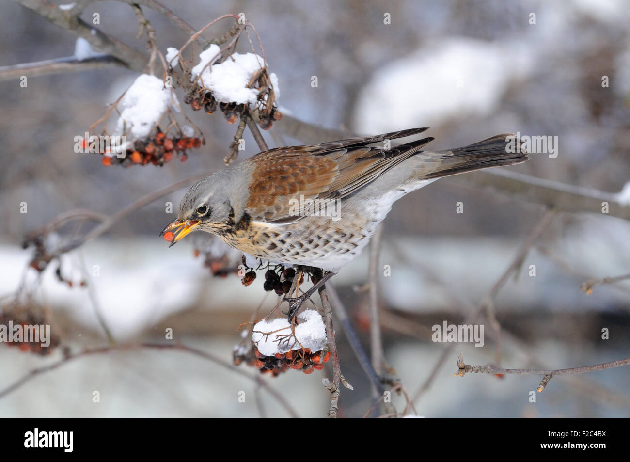Rowan tree in winter hi-res stock photography and images - Alamy
