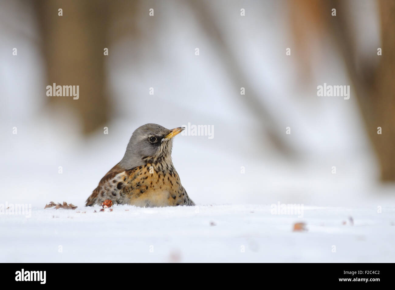 Fieldfare hi-res stock photography and images - Alamy