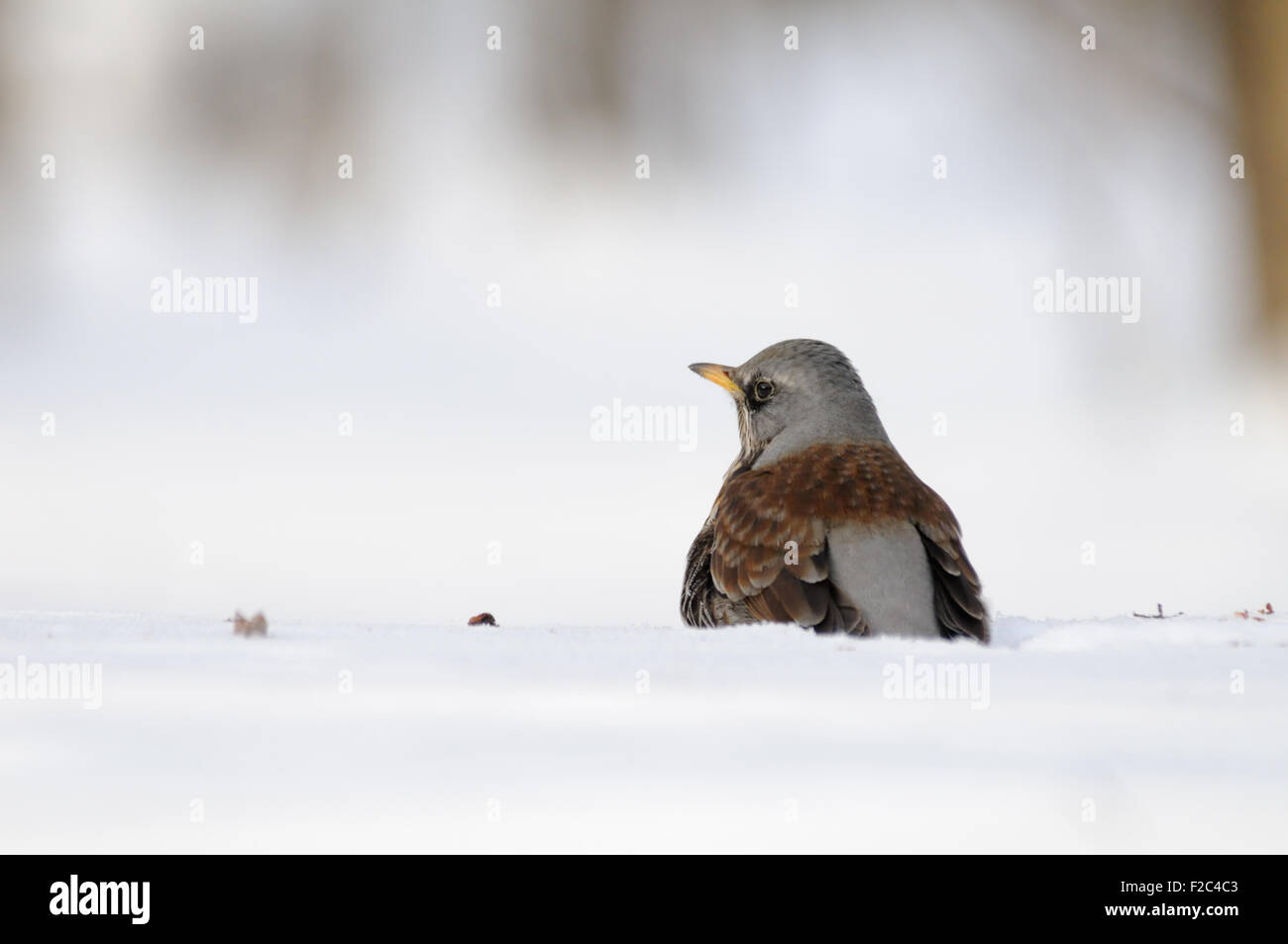 Wild fieldfare hi-res stock photography and images - Alamy