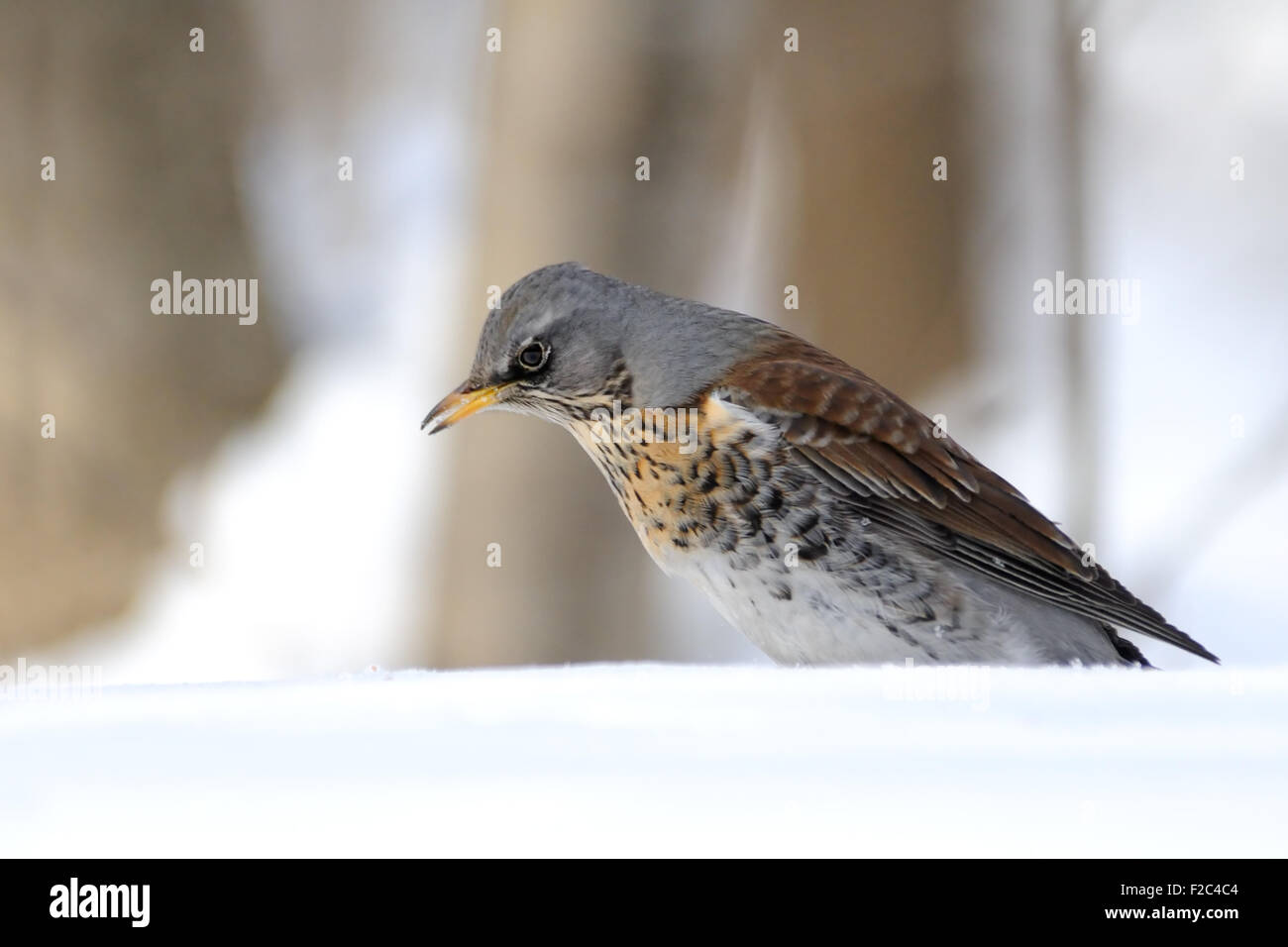 Thrush in snow hi-res stock photography and images - Alamy