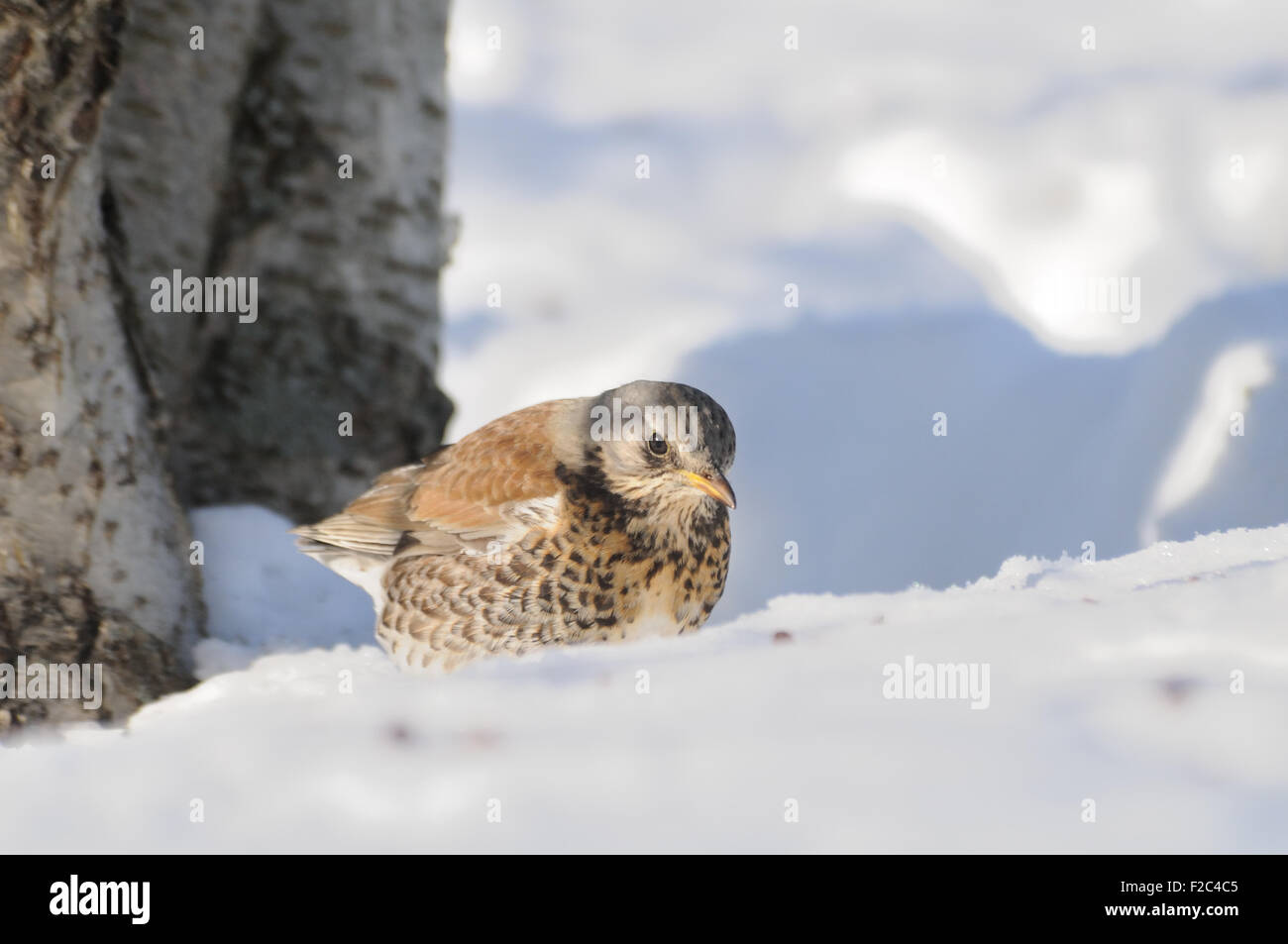 Fieldfare in snow in sunny winter day Stock Photo - Alamy