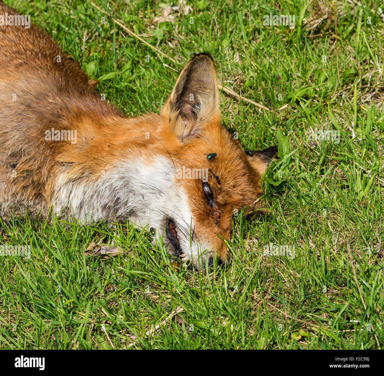 Fox lying down hi-res stock photography and images - Alamy