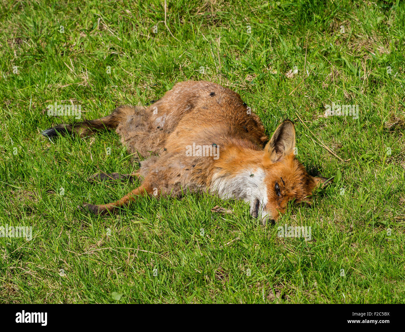Dead Fox lying in a field, Dorset, England, UK Stock Photo - Alamy