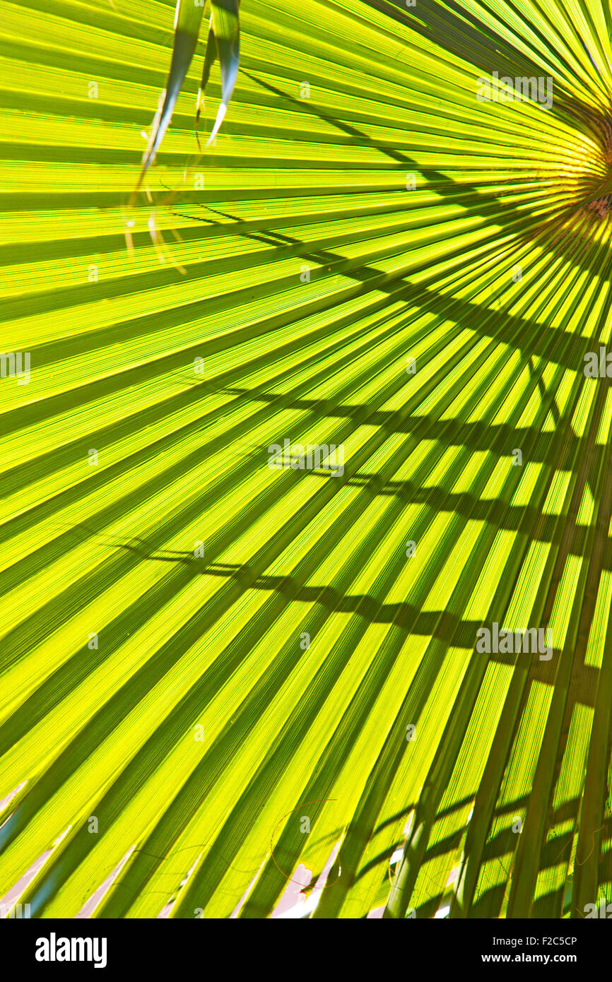 abstract green leaf in the light and shadow morocco africa Stock Photo ...