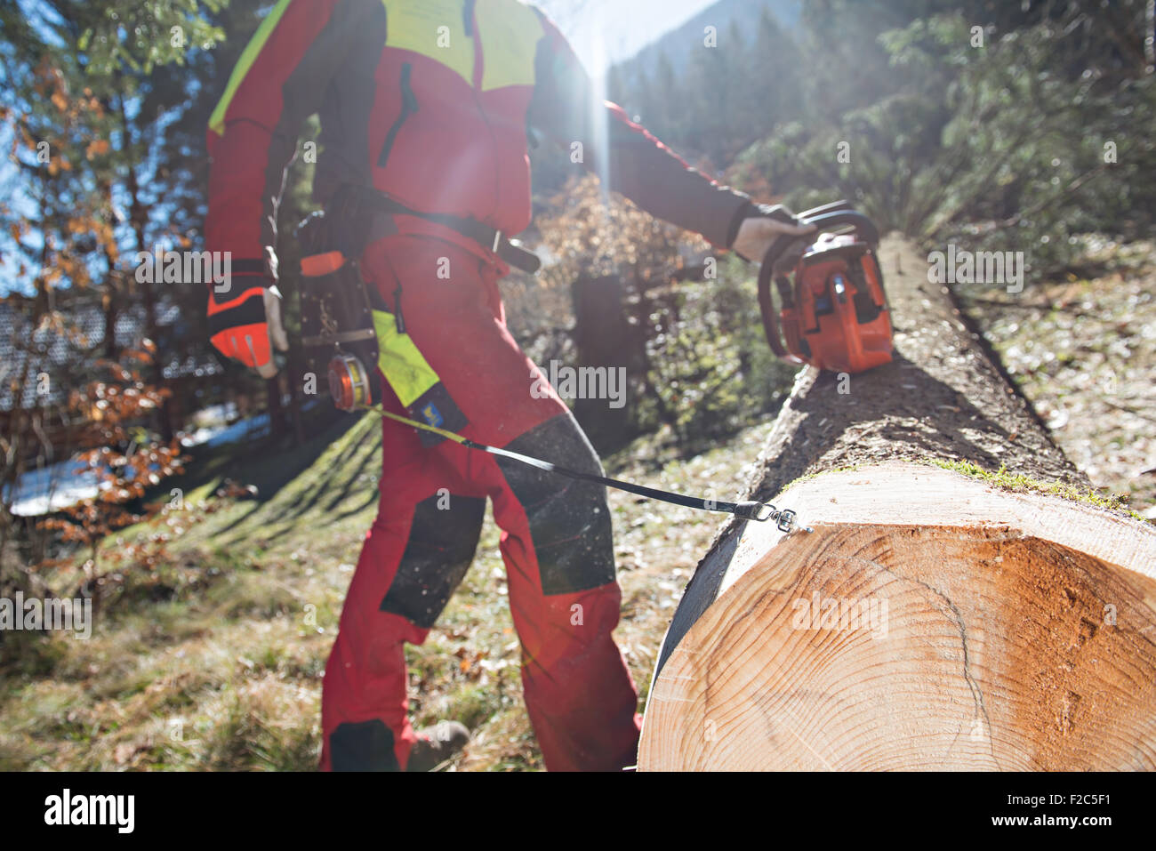 Lumberjack cutting tree in forest Stock Photo - Alamy