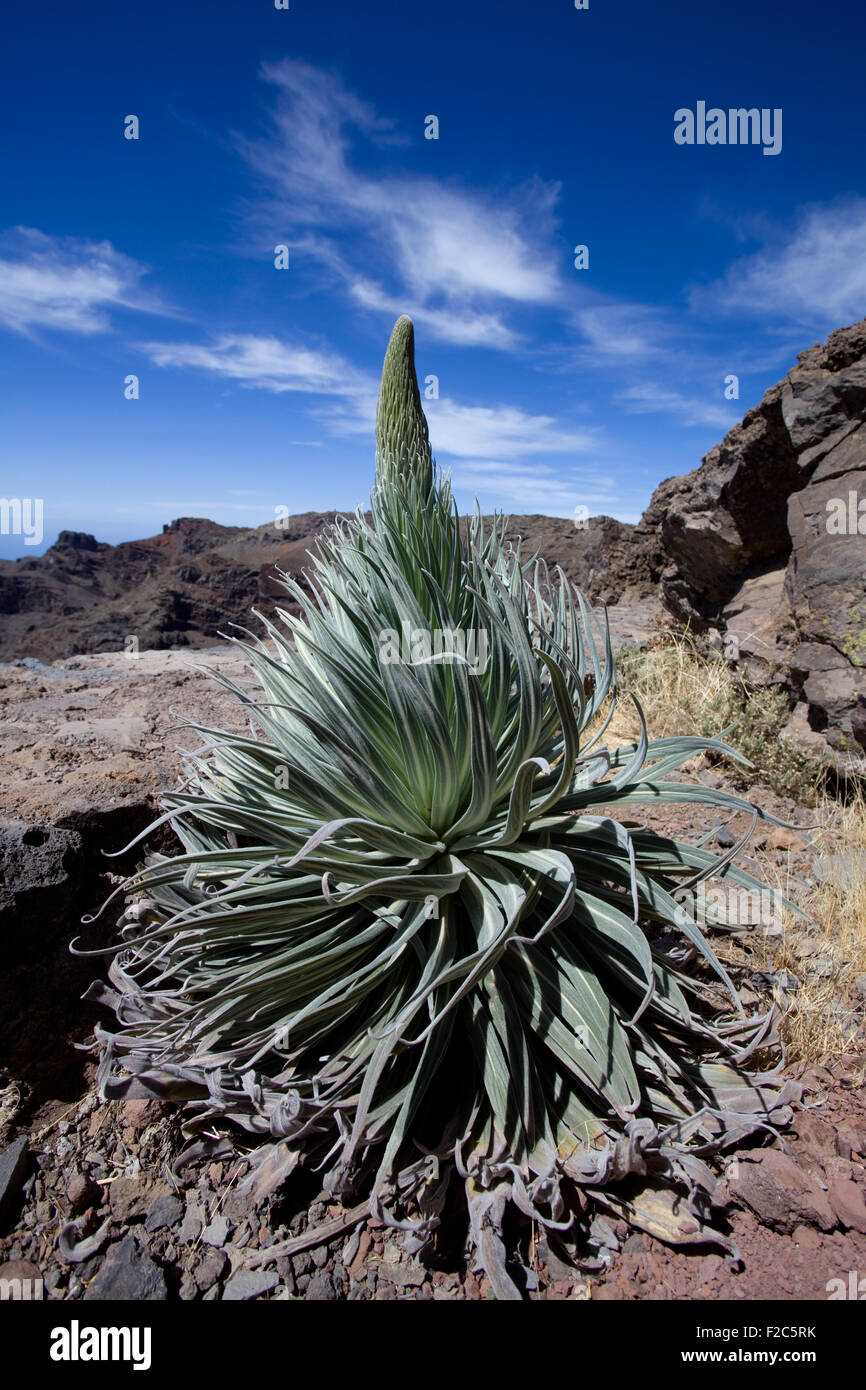 Tajinaste, endemic plant from the Canary Islands at el Roque de los ...