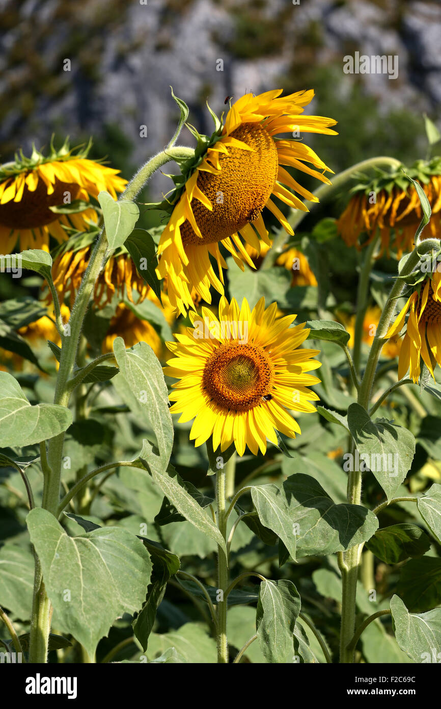 Sunflowers smile hi-res stock photography and images - Alamy