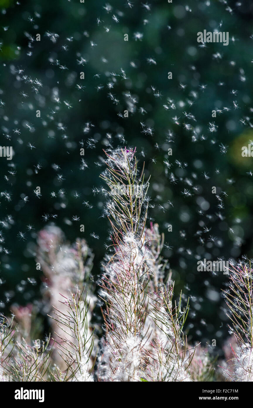 Airborne seeds hi-res stock photography and images - Alamy