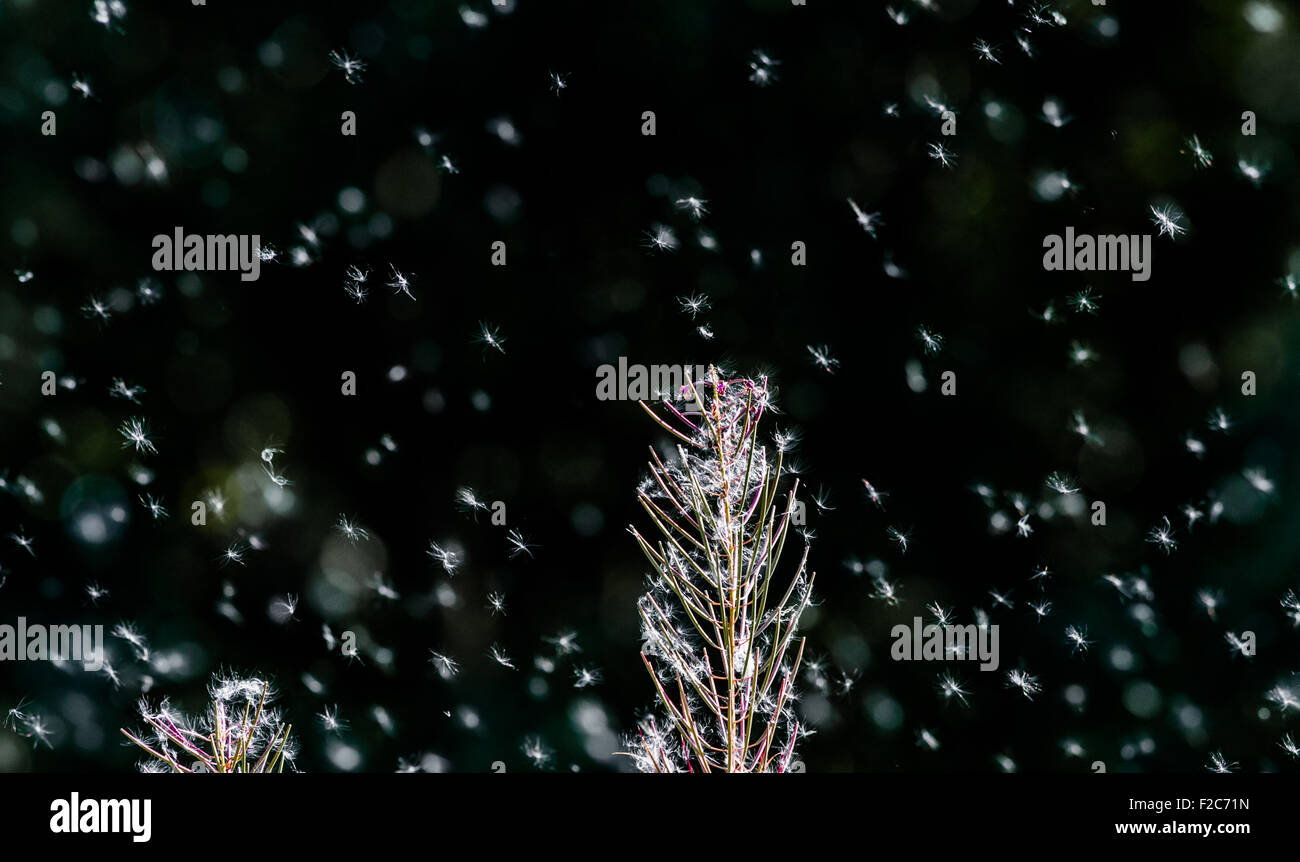 Airborne seed hi-res stock photography and images - Alamy