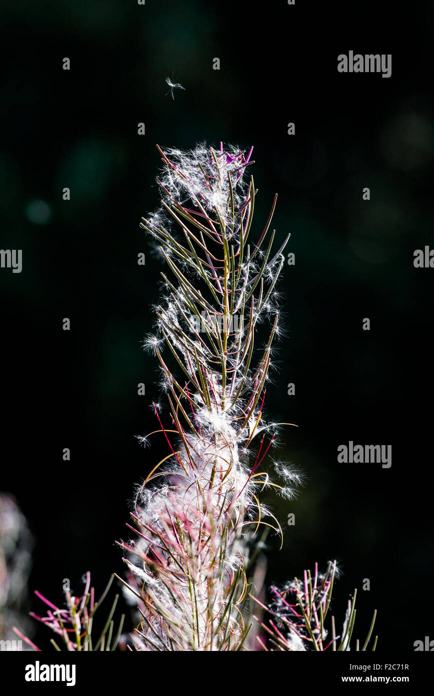 Airborne seeds hi-res stock photography and images - Alamy
