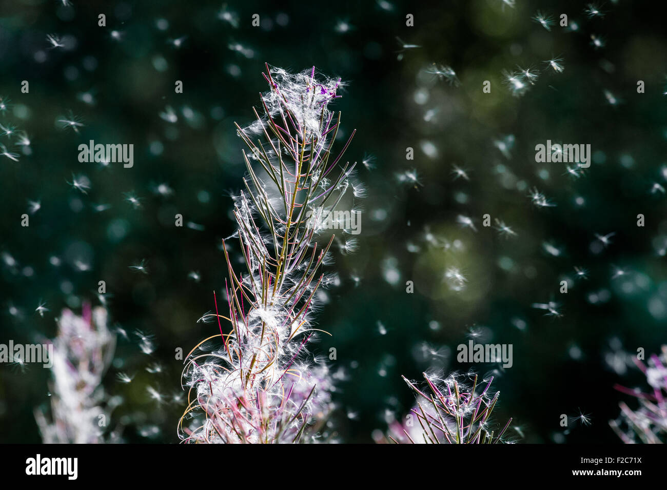 Airborne seeds of the Rosebay Willowherb being scattered by the wind ...