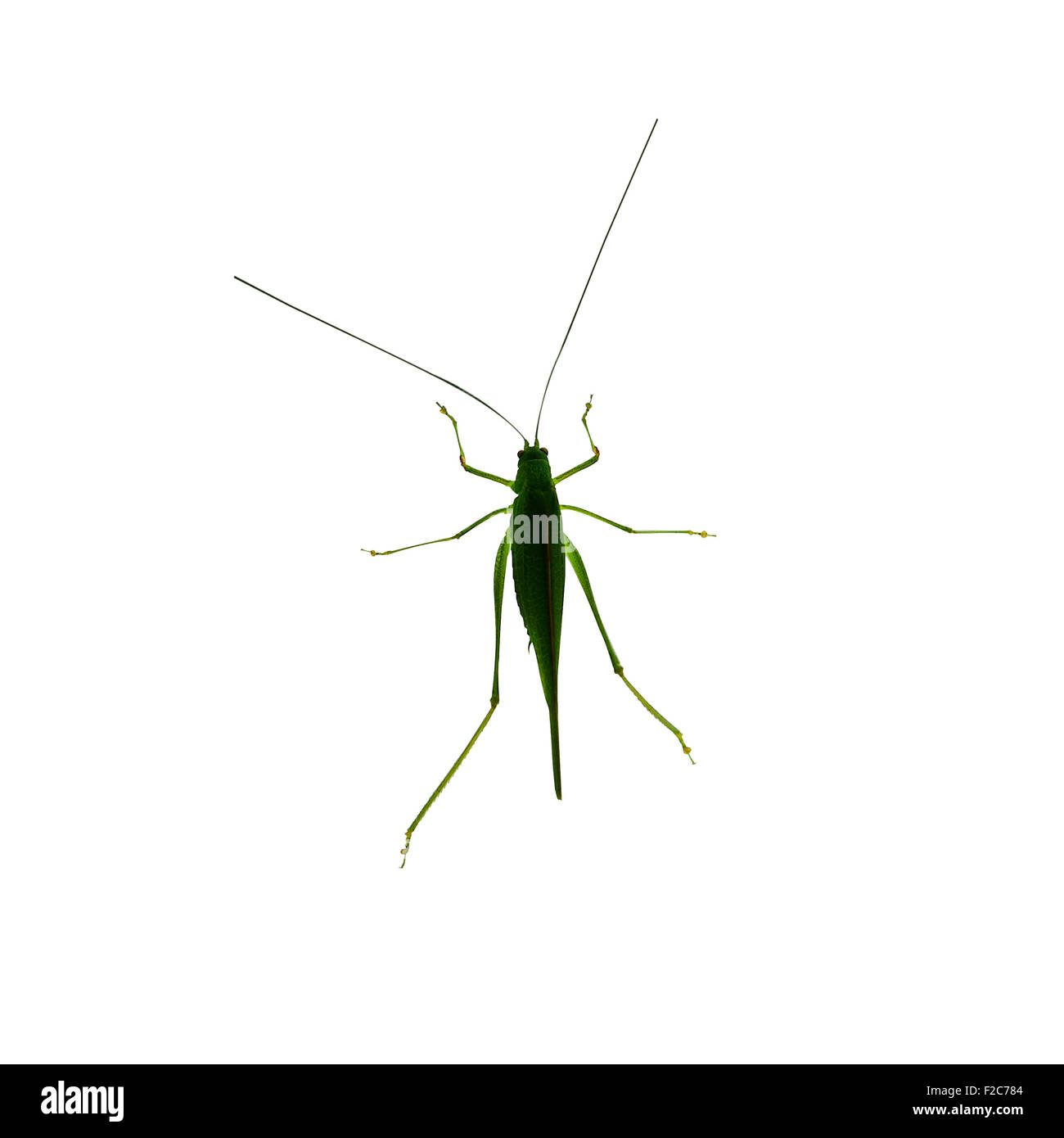 Flying locust hi-res stock photography and images - Alamy