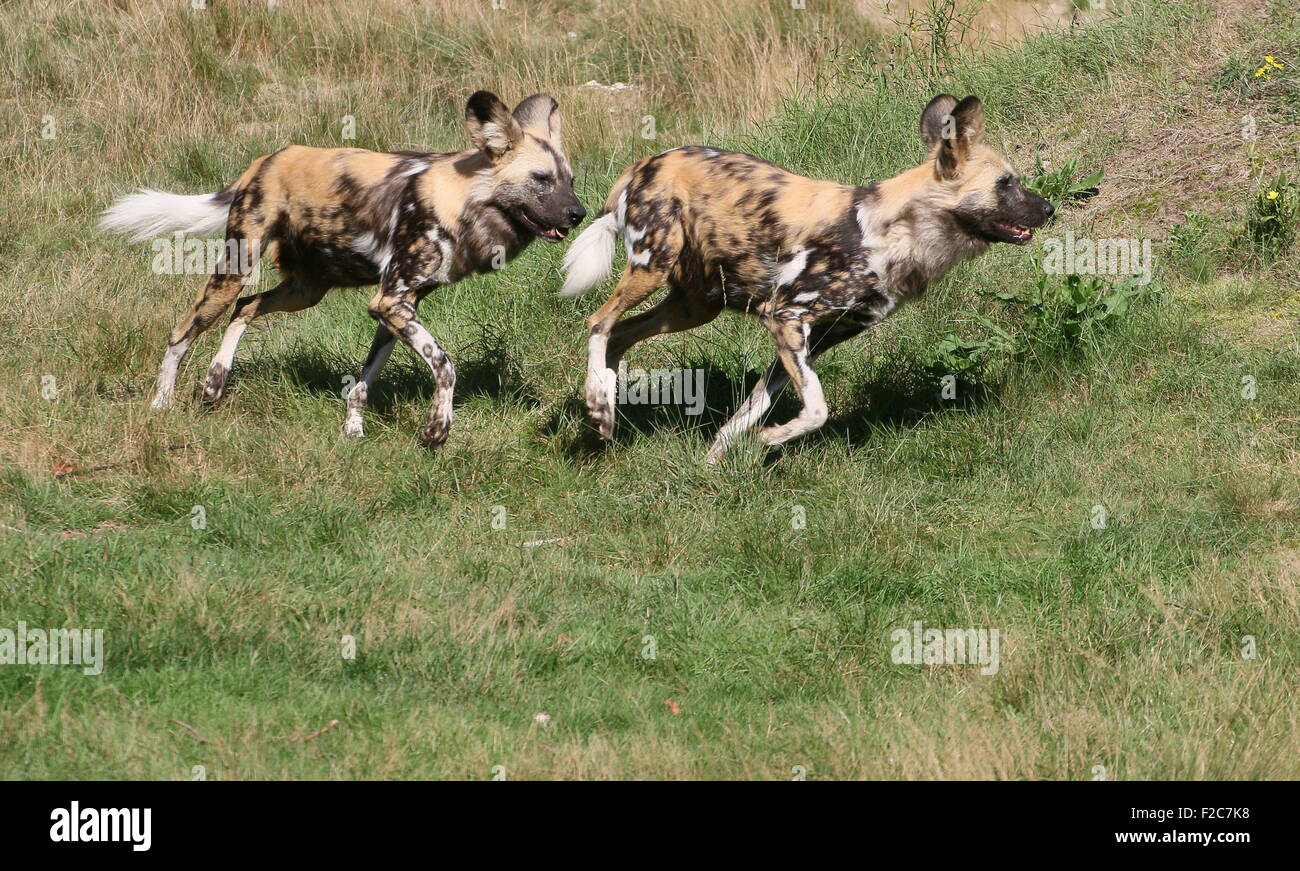 African wild dogs running hi-res stock photography and images - Alamy
