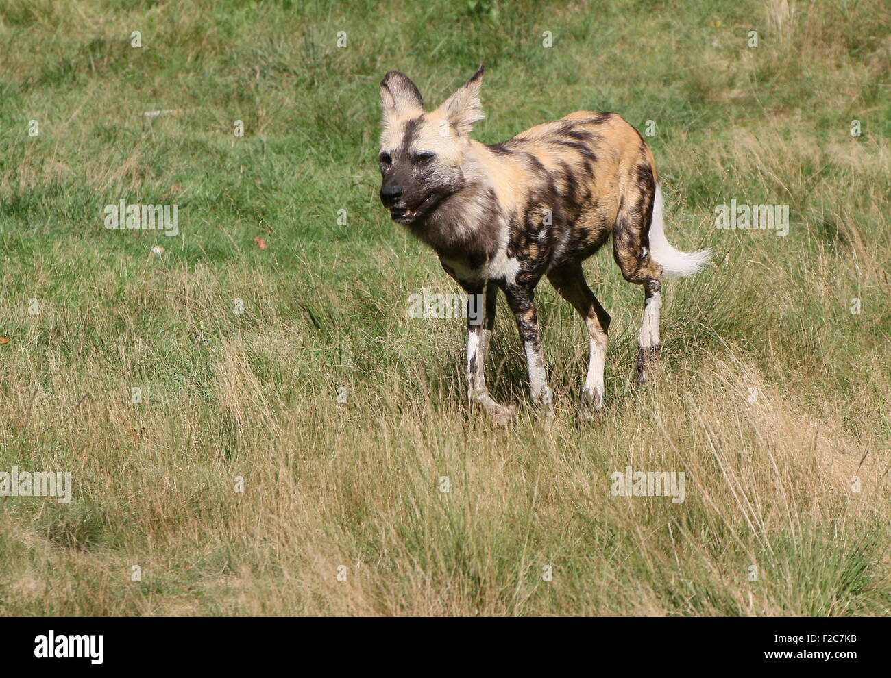 Hunting African wild dog (Lycaon pictus Stock Photo - Alamy