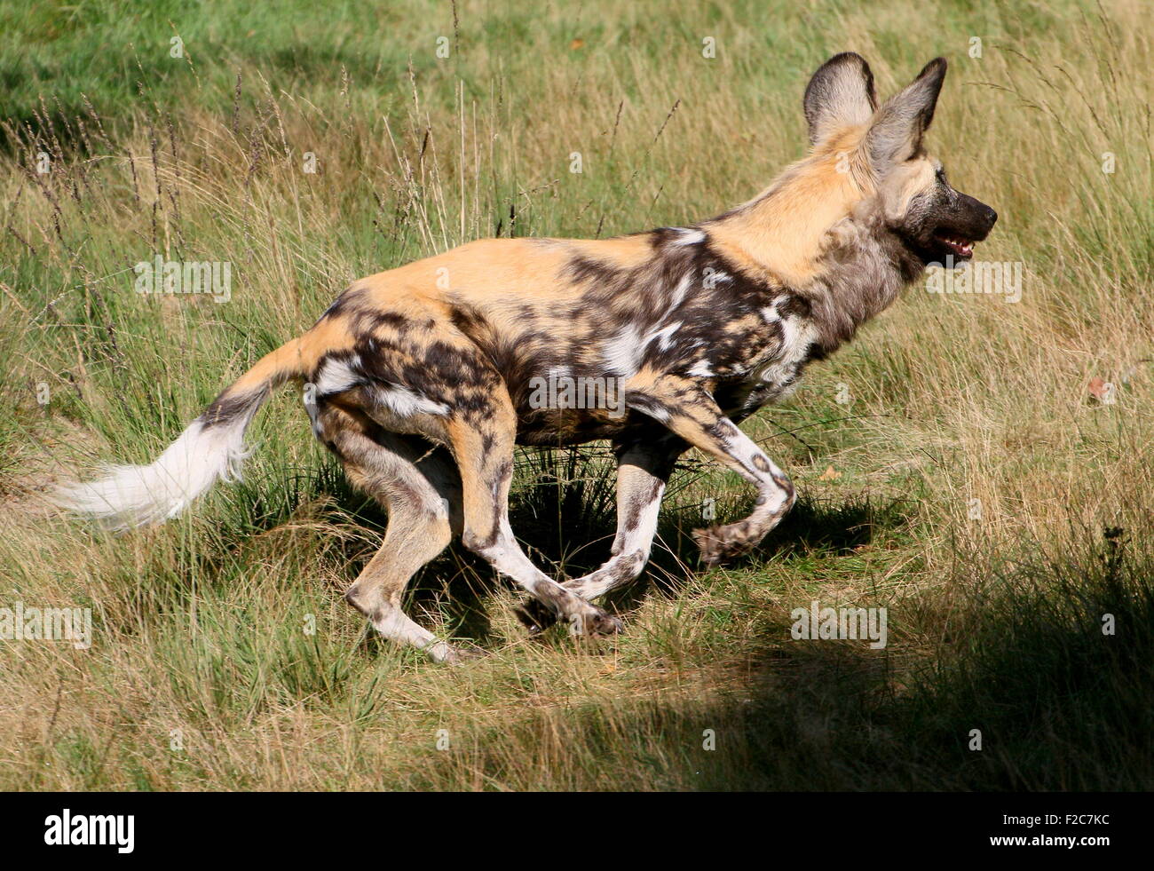 African wild dog (Lycaon pictus) seen in profile while running Stock ...