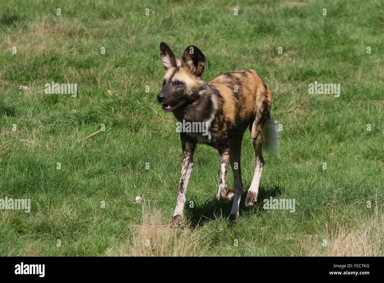African wild dog (Lycaon pictus Stock Photo - Alamy