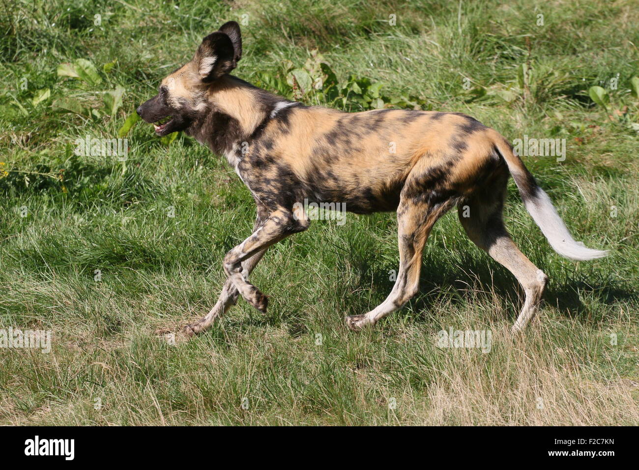 African wild dog (Lycaon pictus) seen in profile while running Stock ...