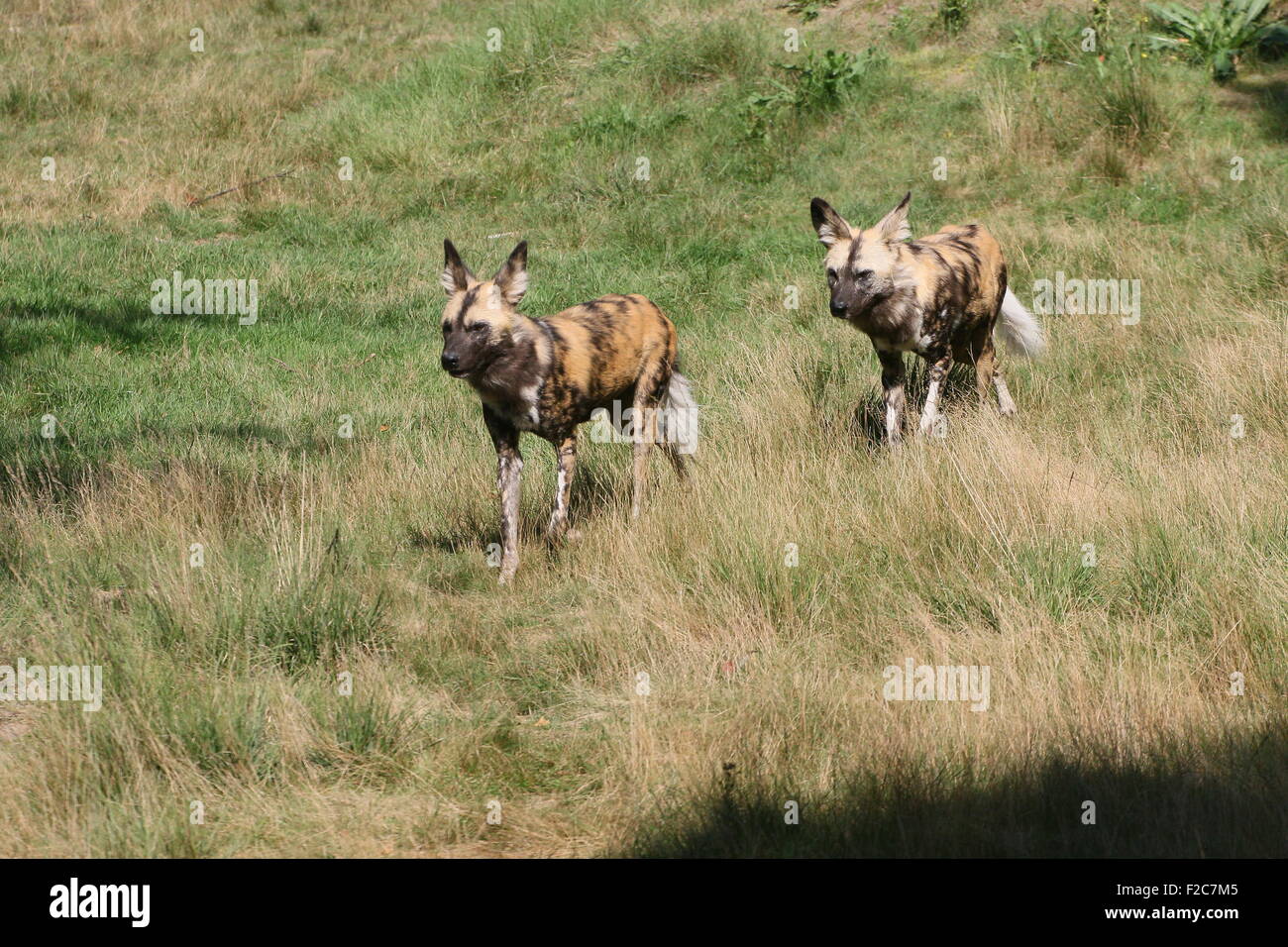 Two hunting African wild dogs (Lycaon pictus Stock Photo - Alamy