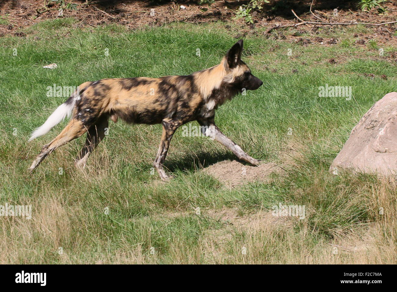 African wild dog (Lycaon pictus) seen in profile while running Stock ...
