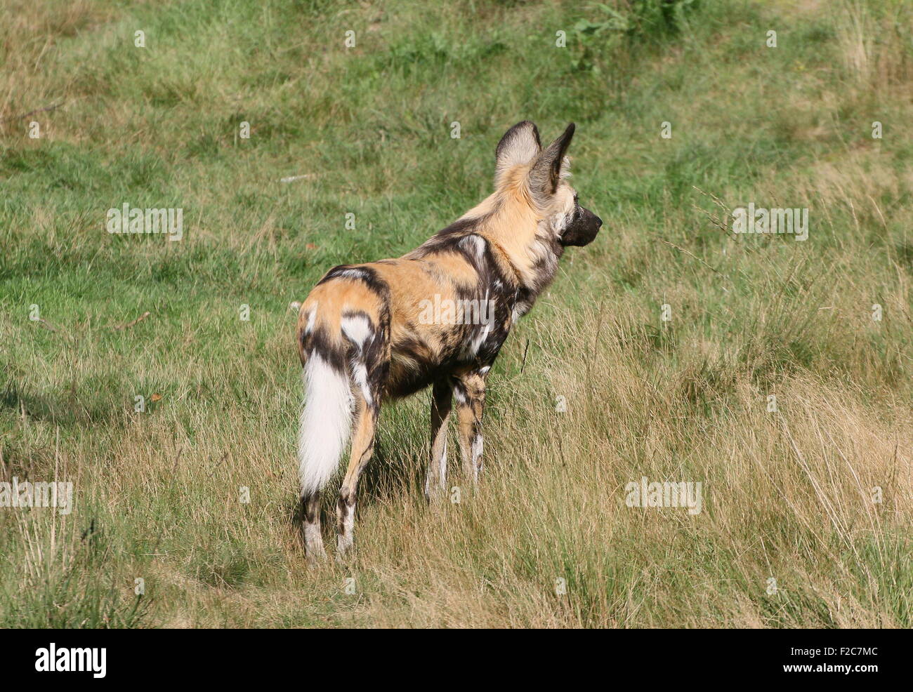 Alert African wild dog (Lycaon pictus) seen in profile Stock Photo - Alamy