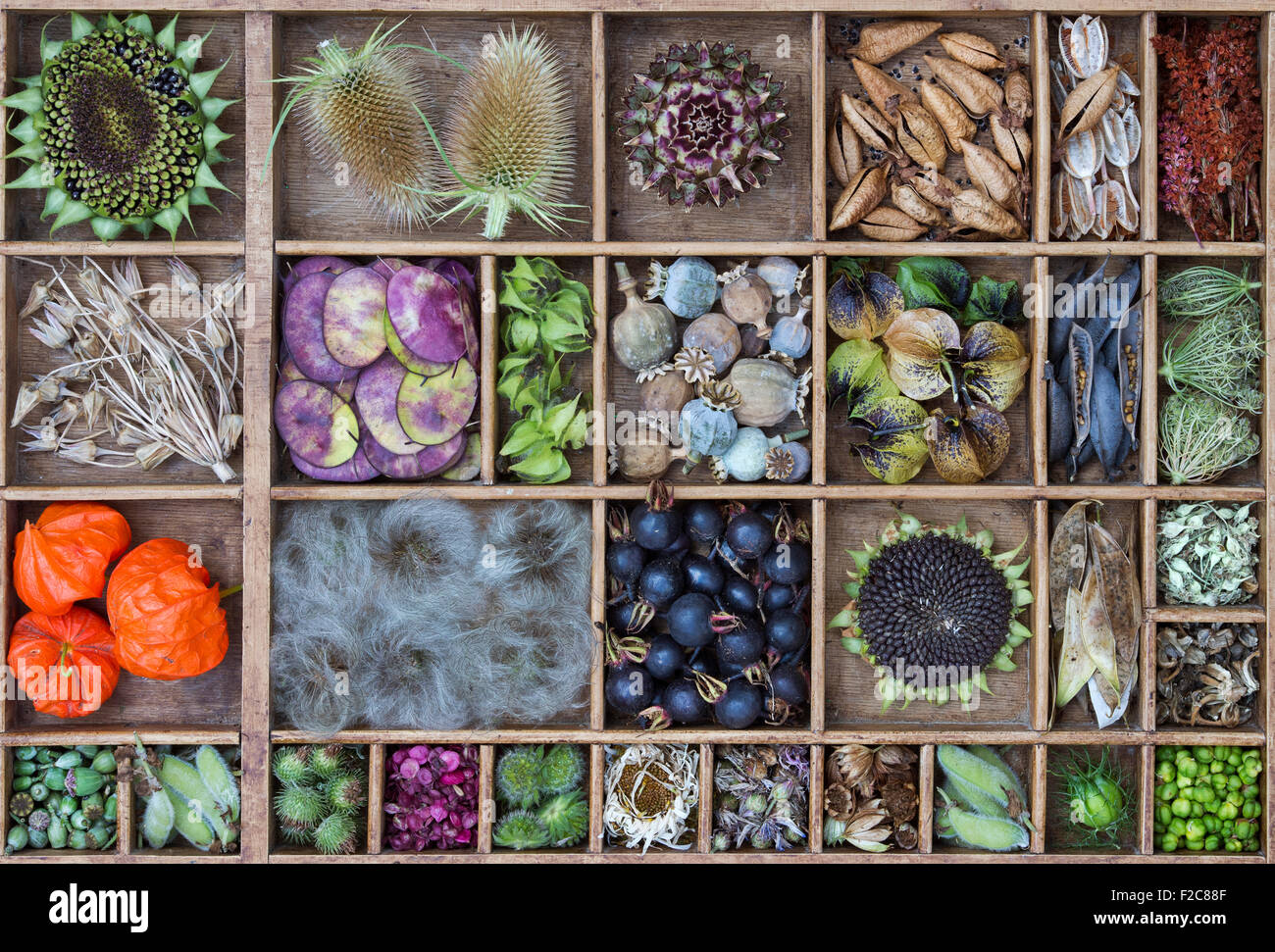 Collection of dried flower seed pods and seeds from the garden in a ...