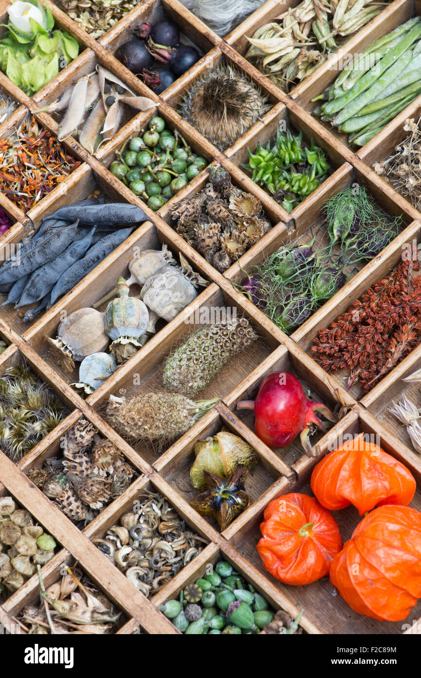 Collection of dried flower seed pods and seeds from the garden in a ...