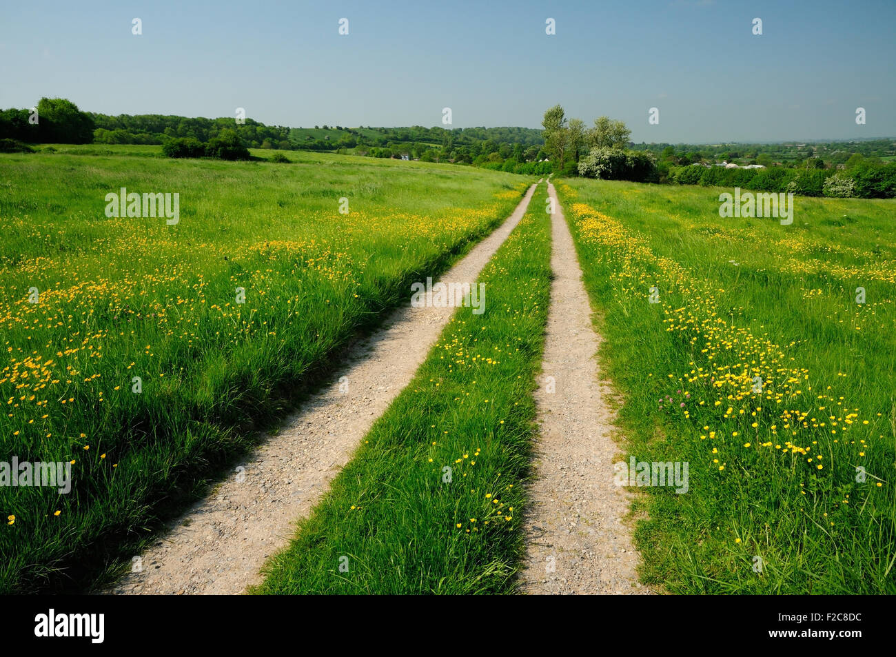 Track through a field of buttercups Stock Photo - Alamy