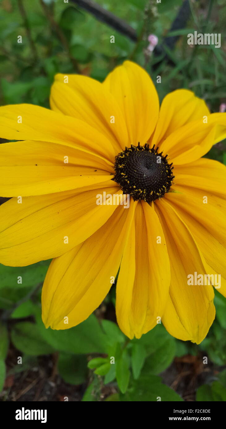 Flower daisy yellow hi-res stock photography and images - Alamy