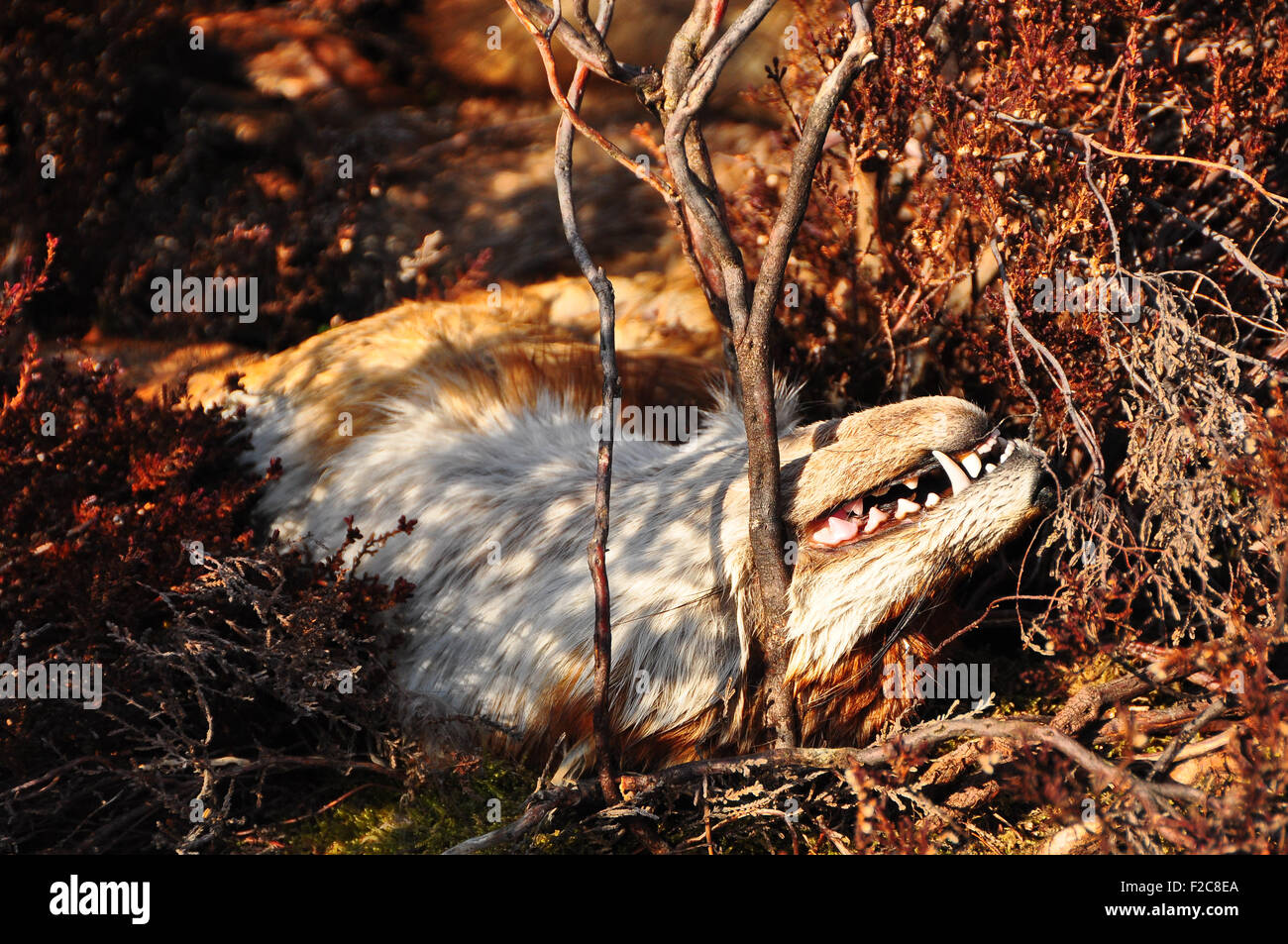 Dead fox hi-res stock photography and images - Alamy