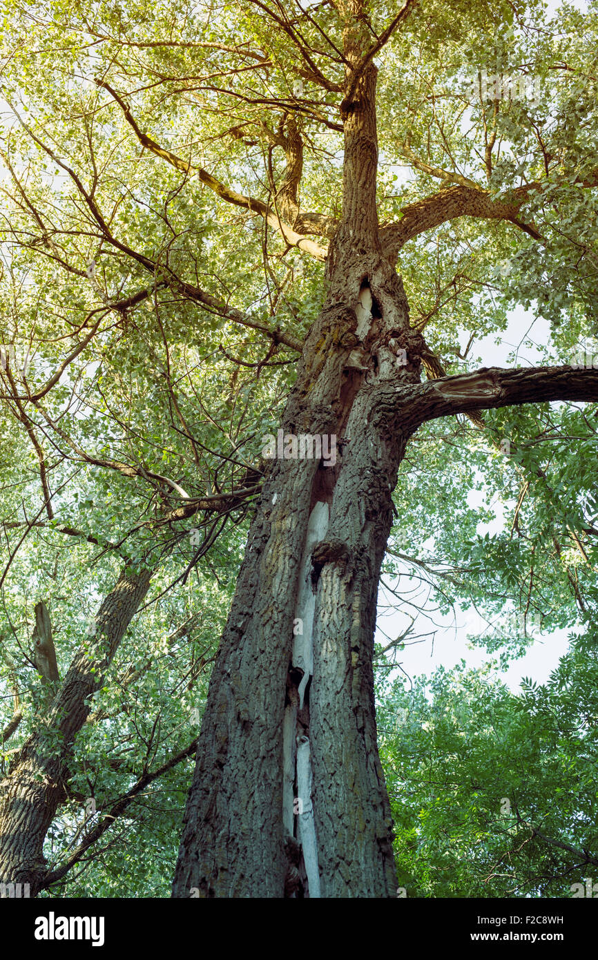 huge willow tree with big crack along trunk Stock Photo - Alamy