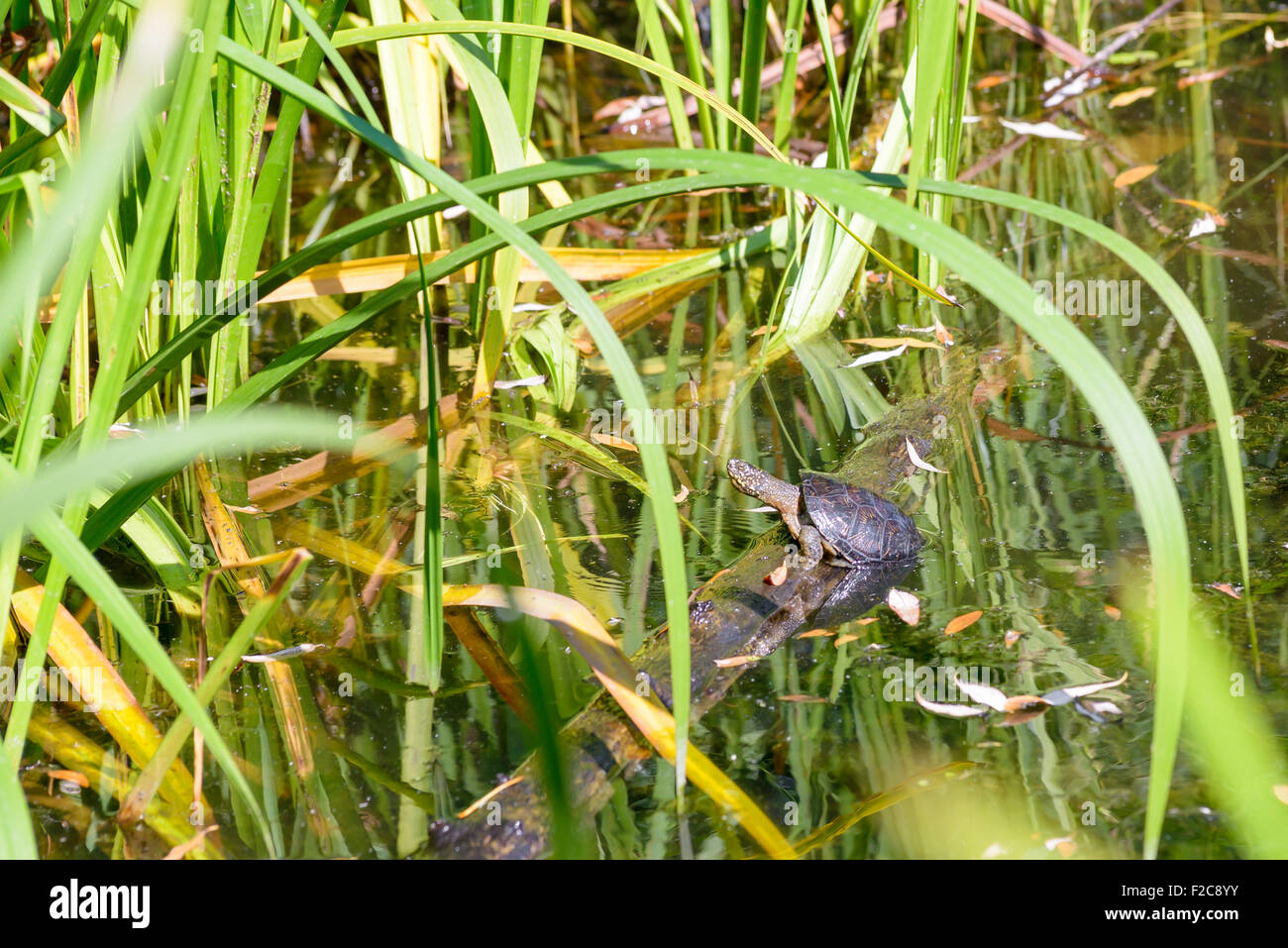 Turtle under a tree hi-res stock photography and images - Alamy