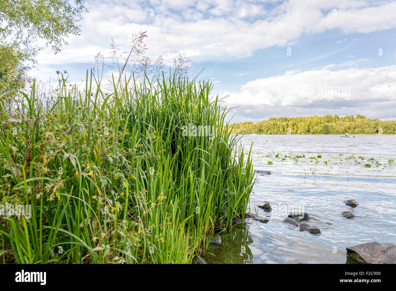 Typha Latifolia on the Dnieper river bank under the warm summer sun ...