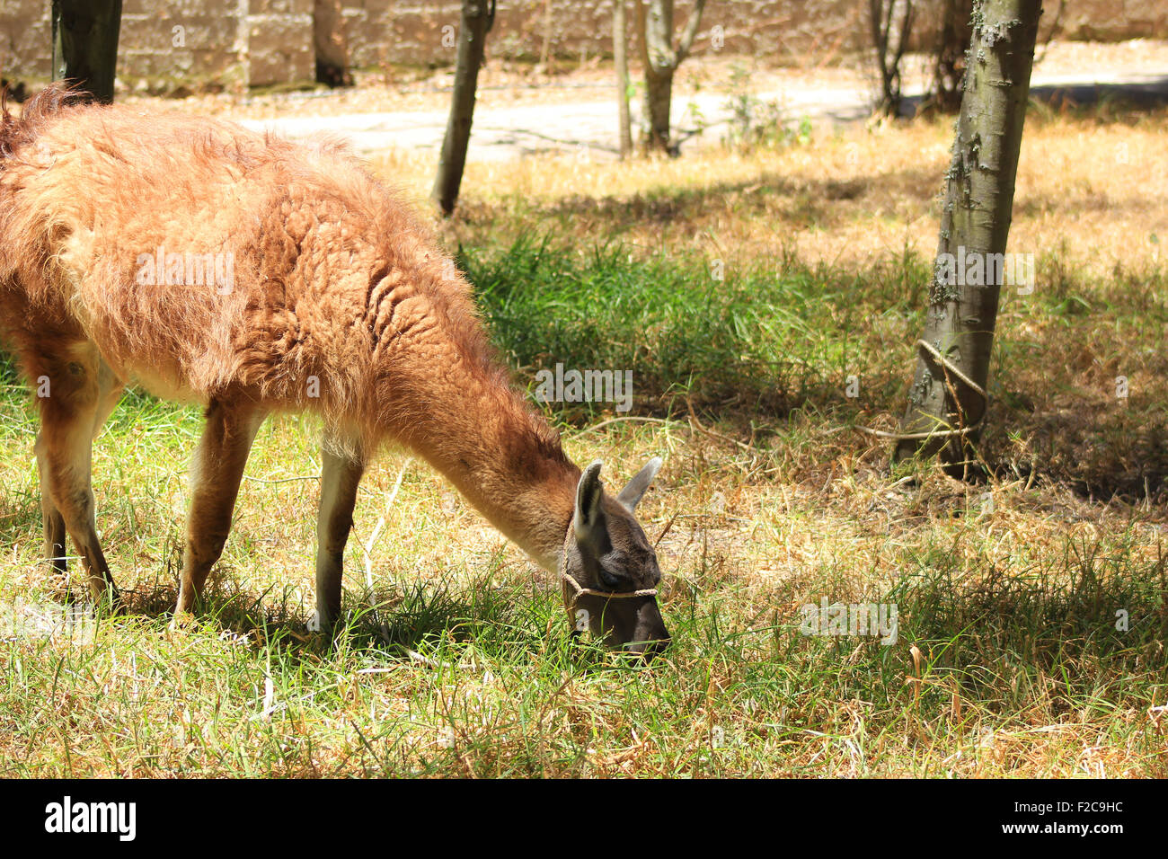 A brown Llama in a pasture on a farm in Cotacachi, Ecuador Stock Photo ...