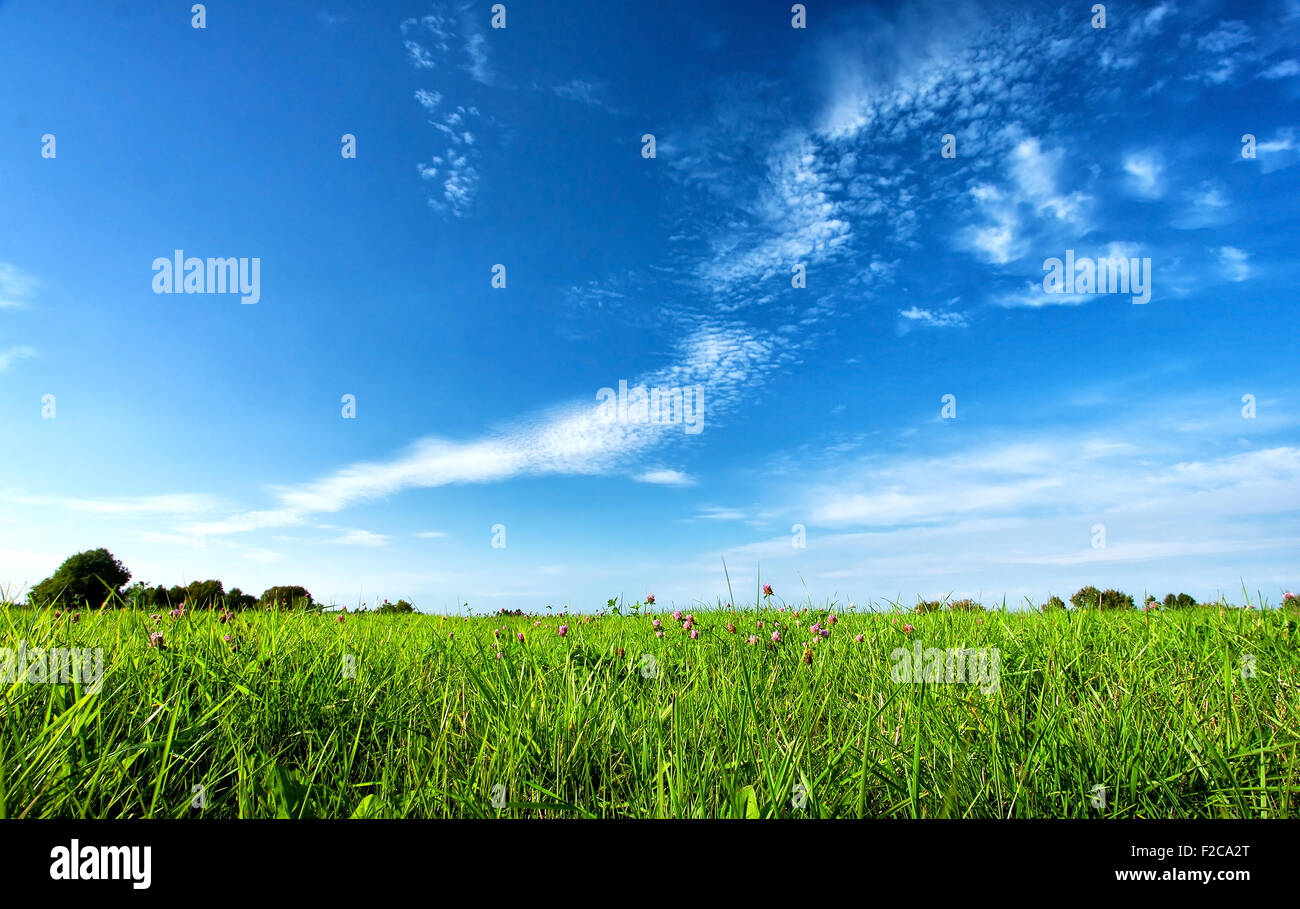 Green field with blue sky Stock Photo - Alamy