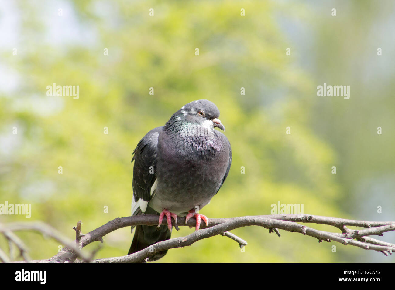 Feral Pigeon on a branch Stock Photo - Alamy