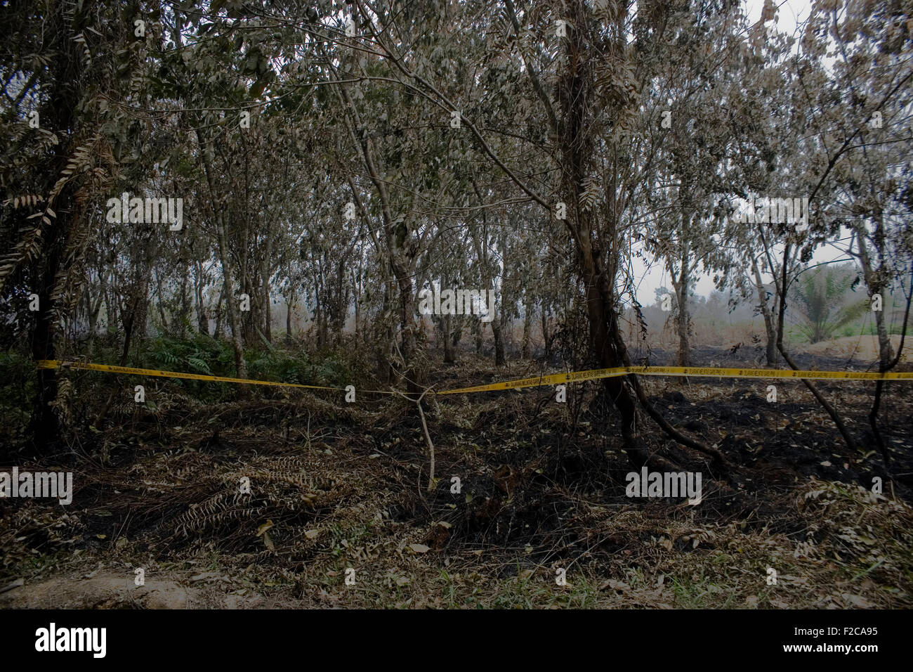 Choking trees hi-res stock photography and images - Alamy