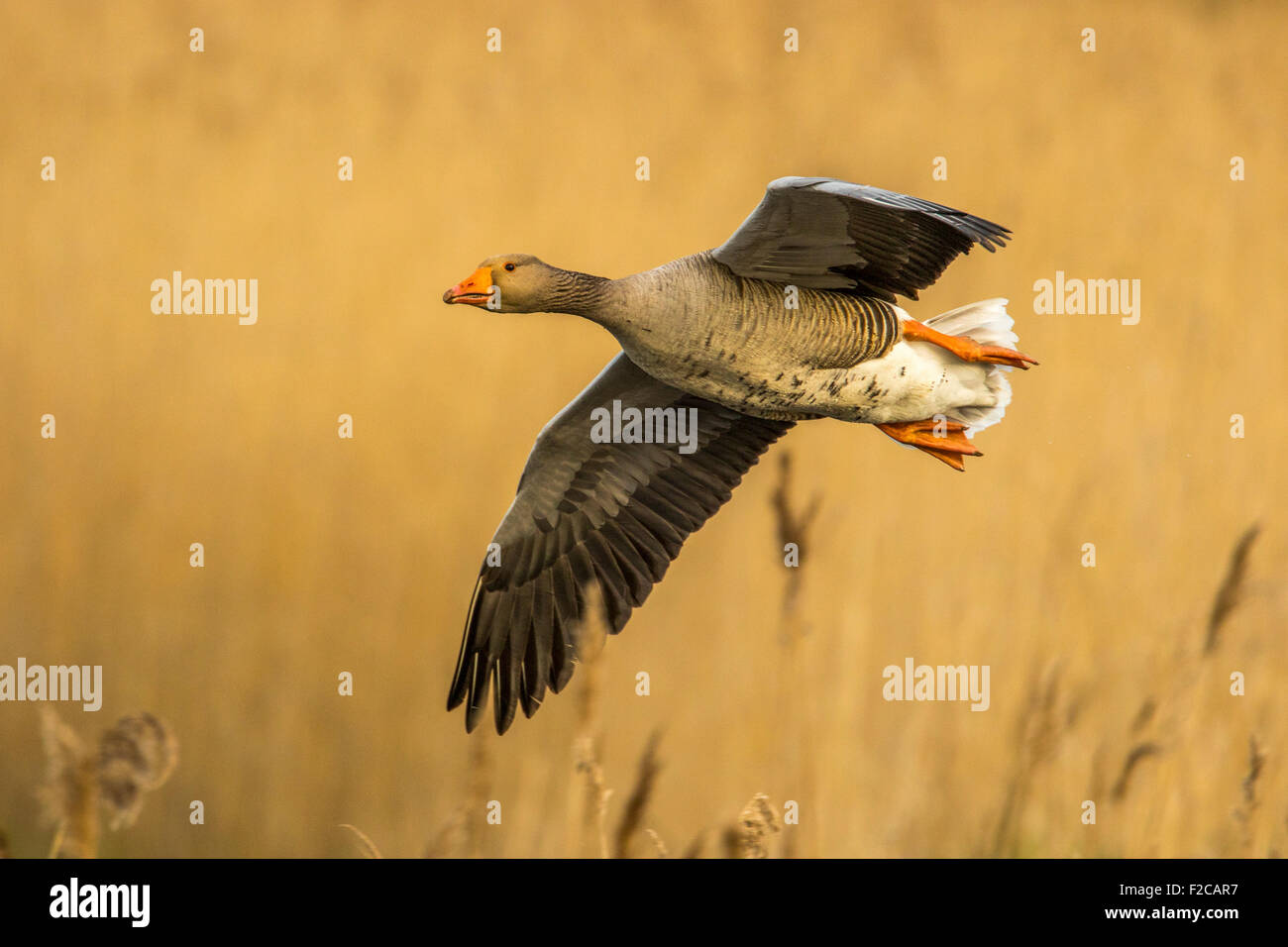 Greylag goose over a corn field Stock Photo - Alamy