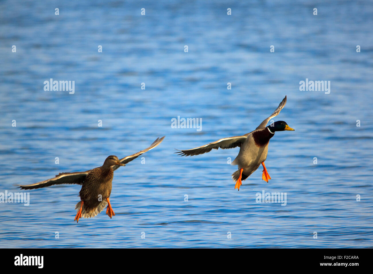 pair of mallards coming in to land Stock Photo - Alamy