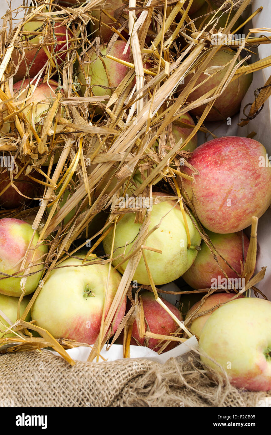 Fresh apples in a box with straw Stock Photo - Alamy