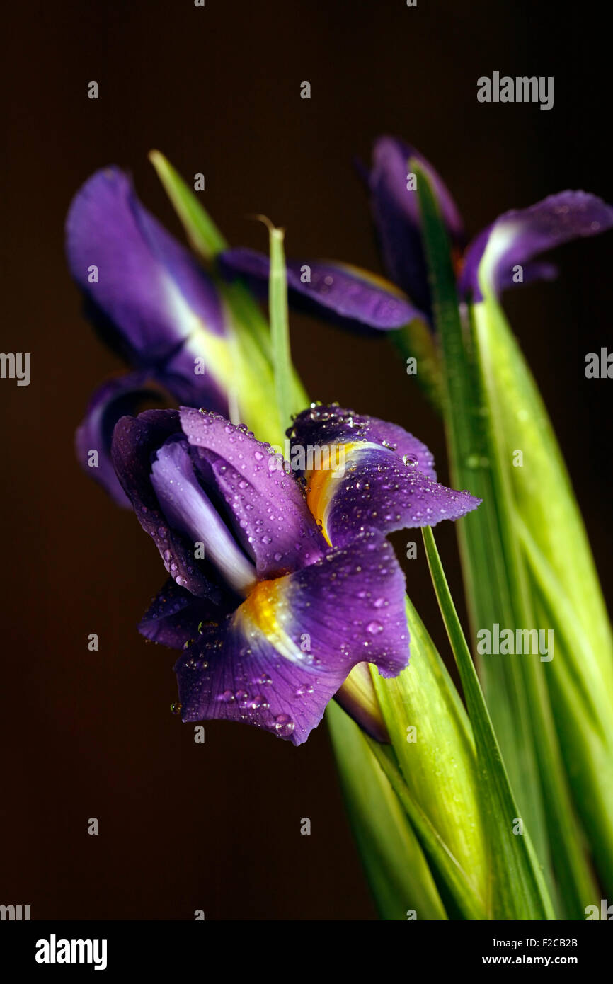 Flower of an iris with drops on a dim background Stock Photo - Alamy