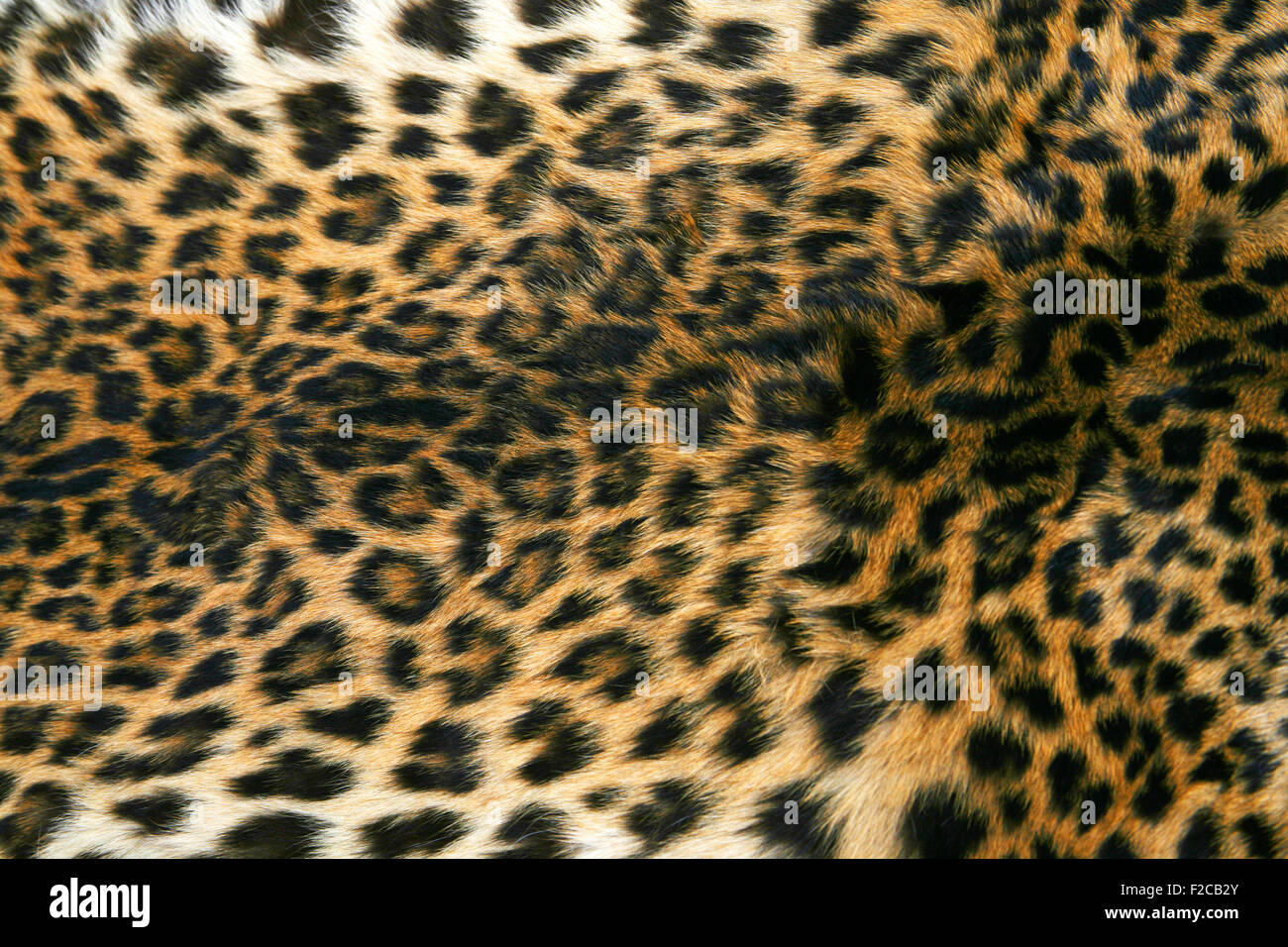 Full screen high resolution shot of a skin of the leopard. Good for a ...