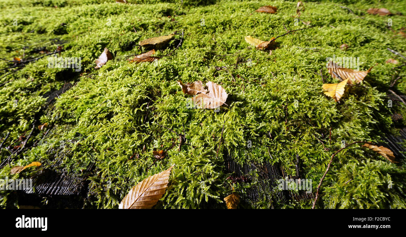 Roof texture hi-res stock photography and images - Alamy