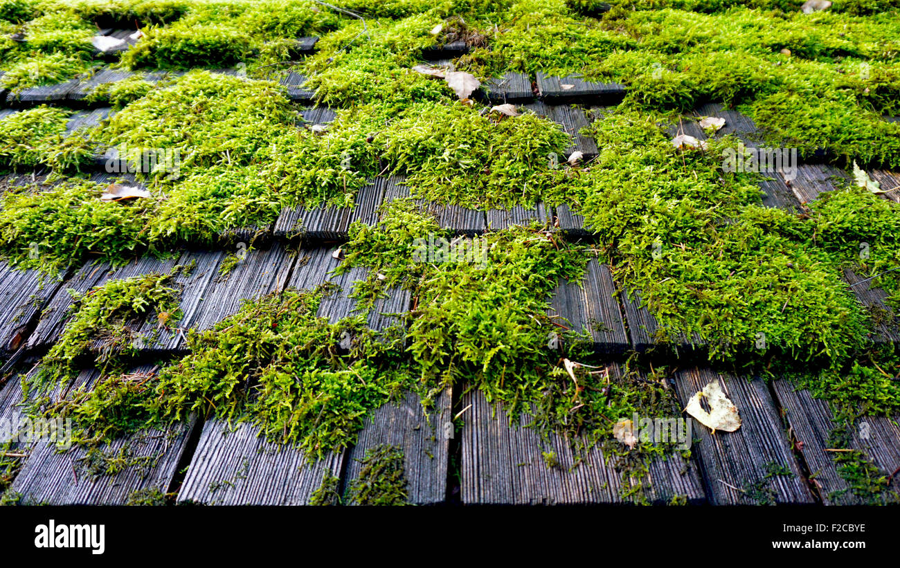 Moss roof hi-res stock photography and images - Alamy