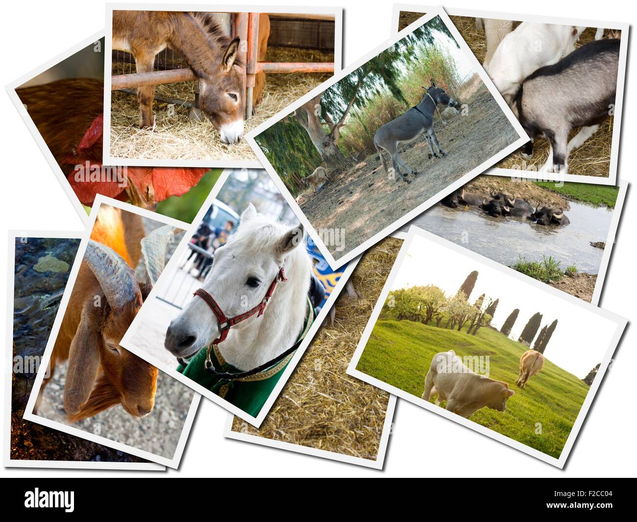 Animal postcards hi-res stock photography and images - Alamy