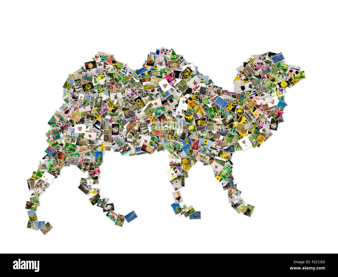 Camel press hi-res stock photography and images - Alamy