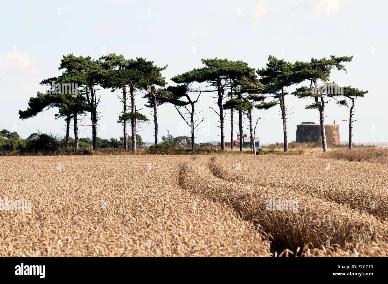 Fur trees hi-res stock photography and images - Alamy