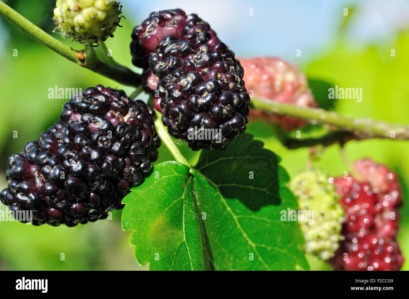 Mulberry hi-res stock photography and images - Alamy