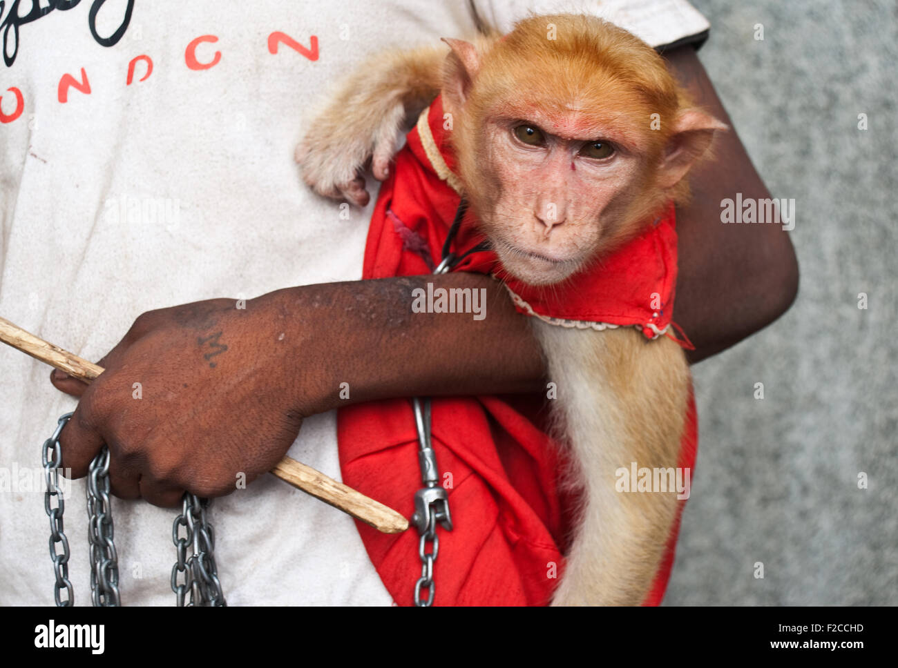 Monkey trained and dressed as a girl held by the monkey trainer ( India ...